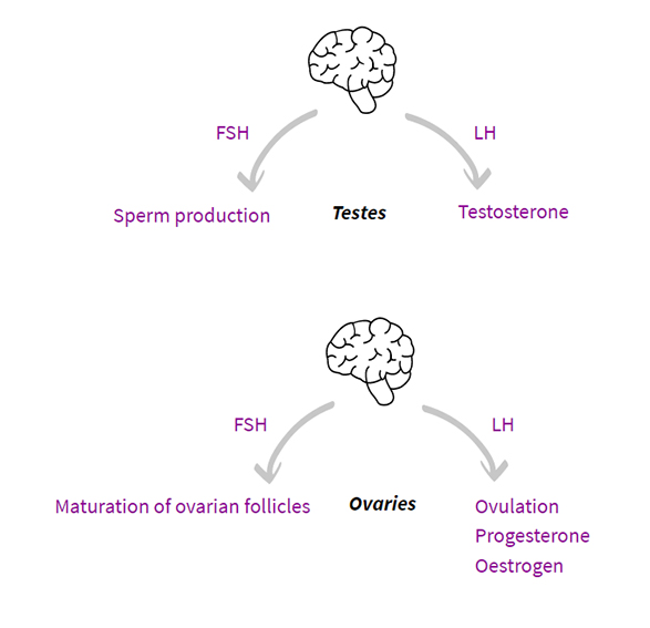 Fertility explained | VARTA